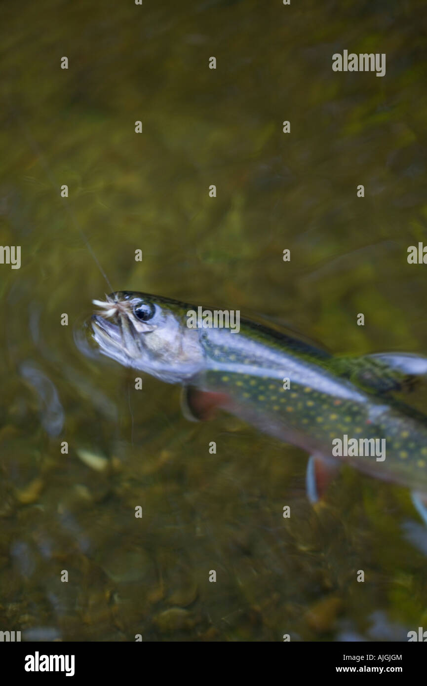 Rising trout hi-res stock photography and images - Alamy
