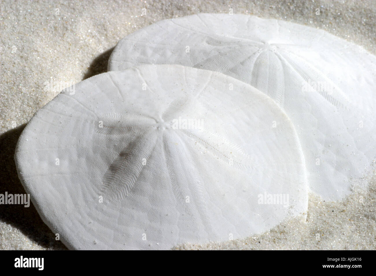 Two dollar beach hi-res stock photography and images - Alamy