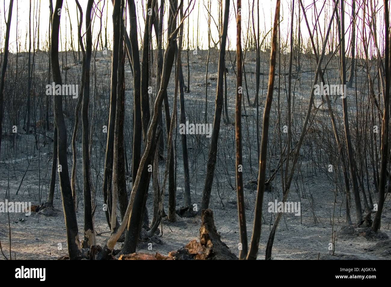 Rio Tinto forest fire summertime 2004 Huelva and Seville provinces ...