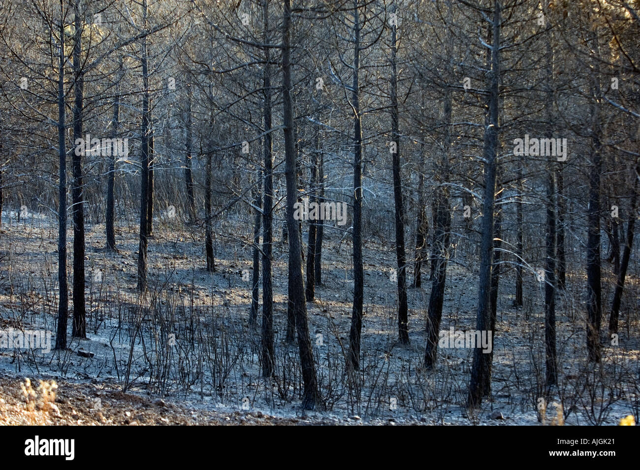 Rio Tinto forest fire summertime 2004 Huelva and Seville provinces ...
