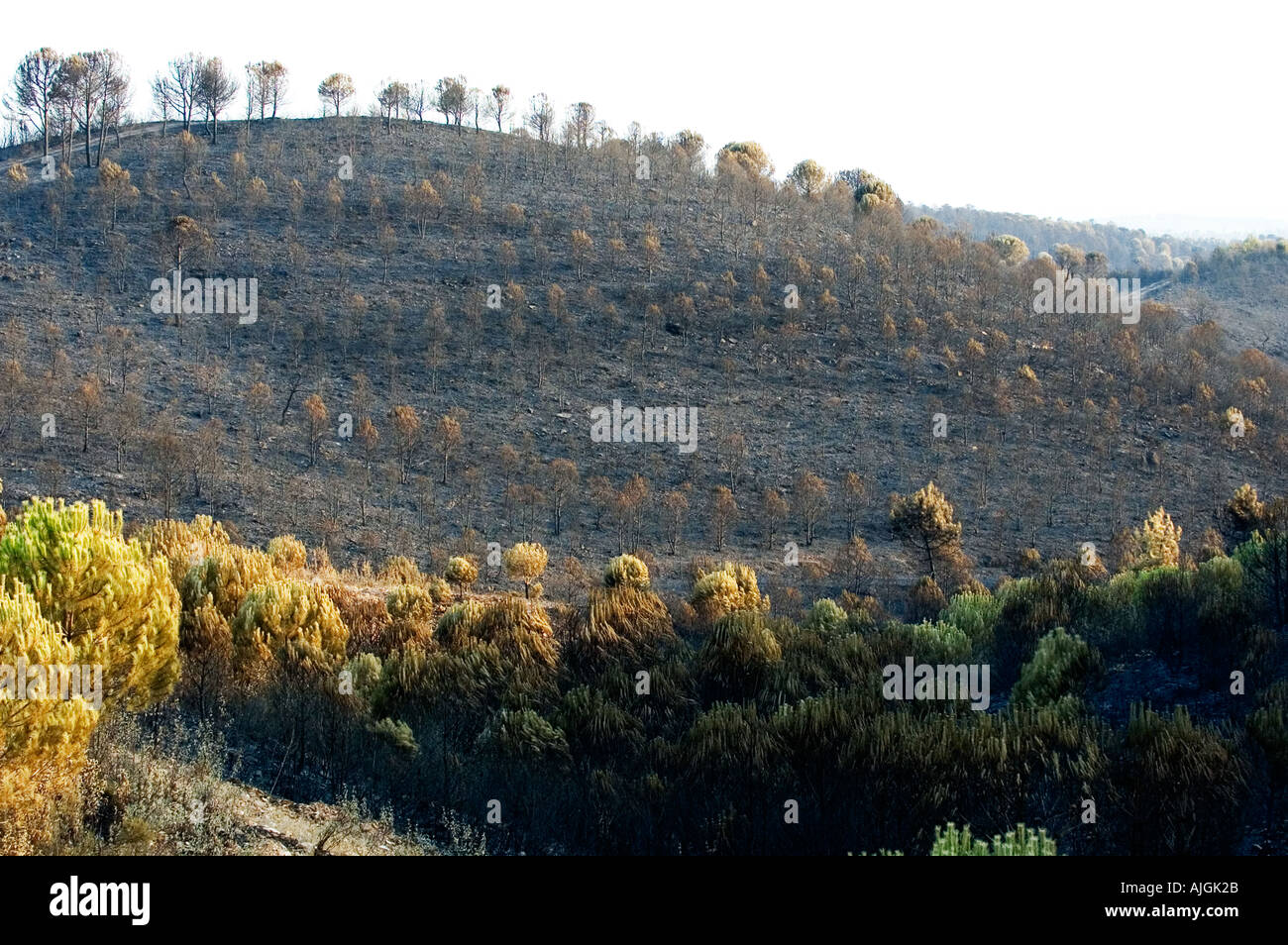 Rio Tinto forest fire summertime 2004 Huelva and Seville pronvinces ...
