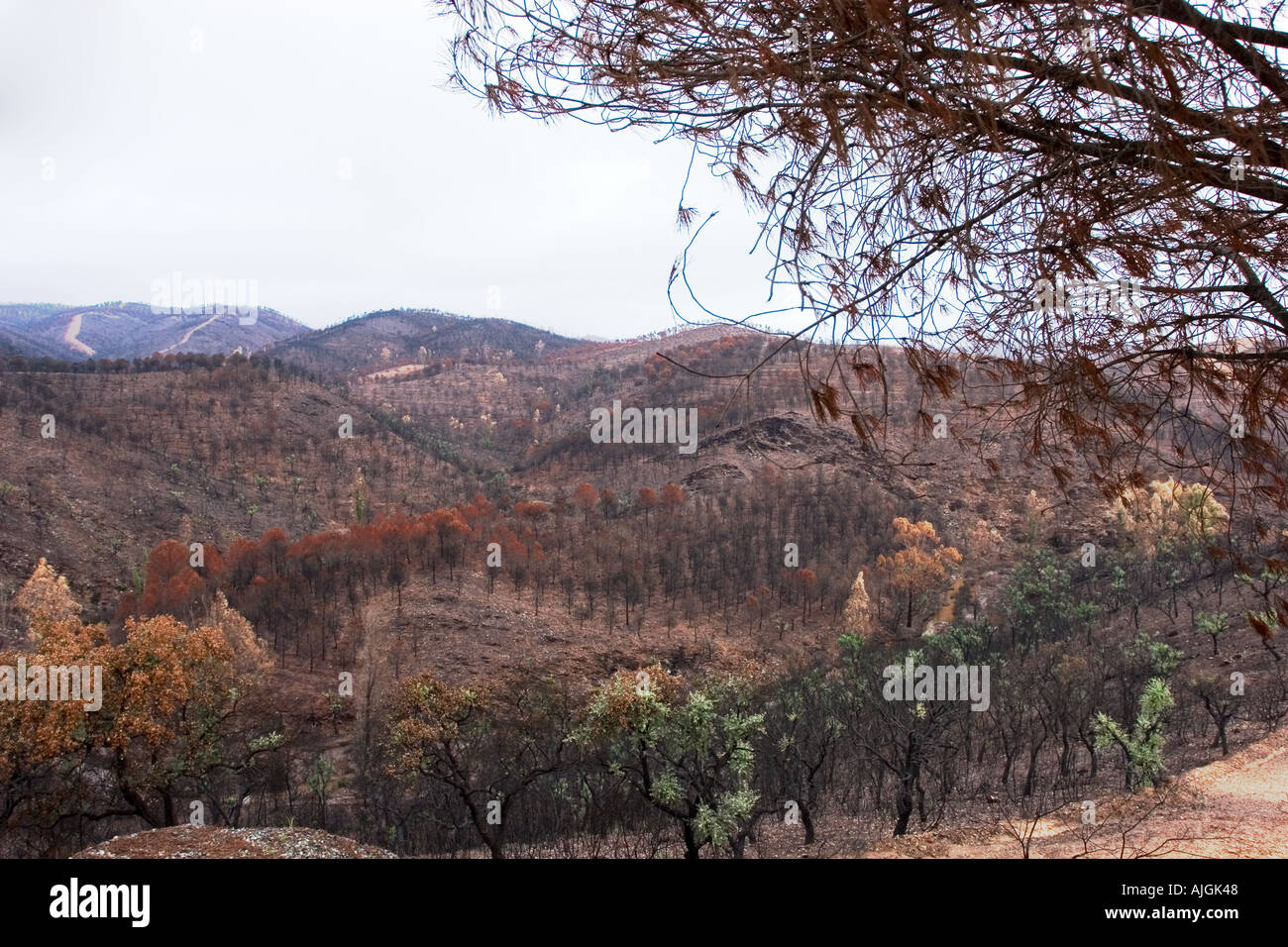 Rio Tinto forest fire summertime 2004 Huelva and Seville pronvinces ...