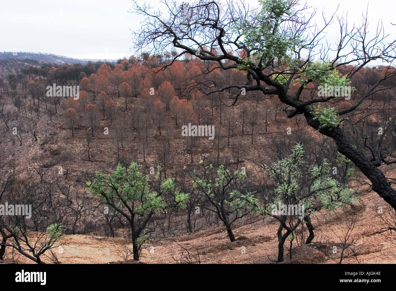 Burnt burned oak tree branches hi-res stock photography and images - Alamy