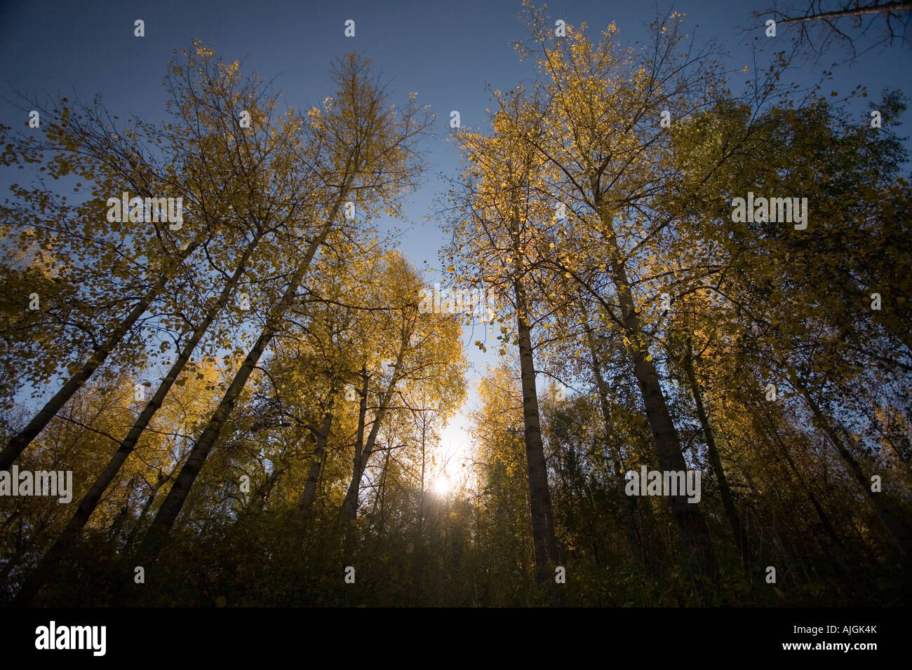 Autumn leaves in kanas Stock Photo - Alamy