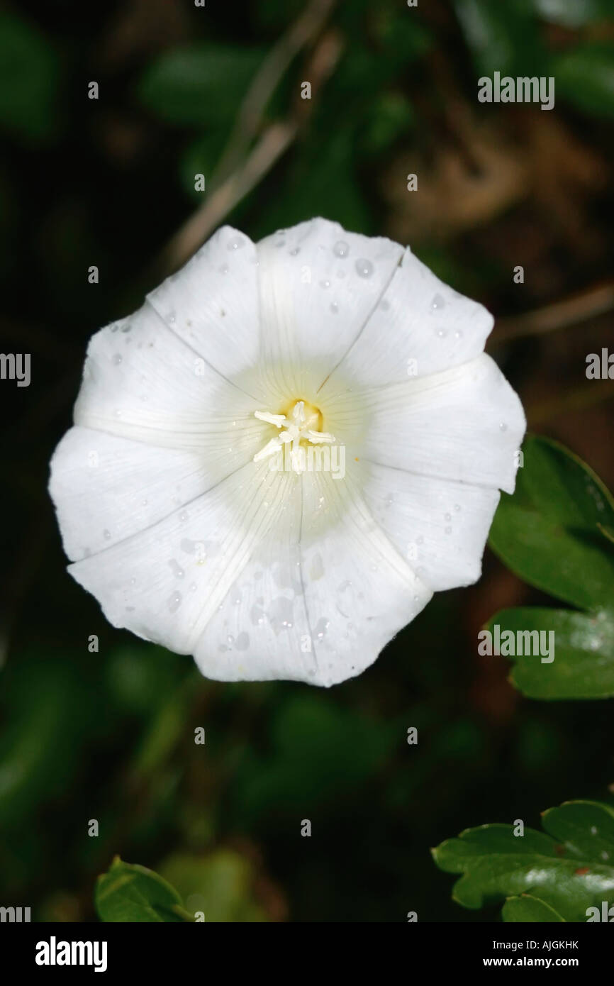Hedge Bindweed Flower Stock Photo - Alamy
