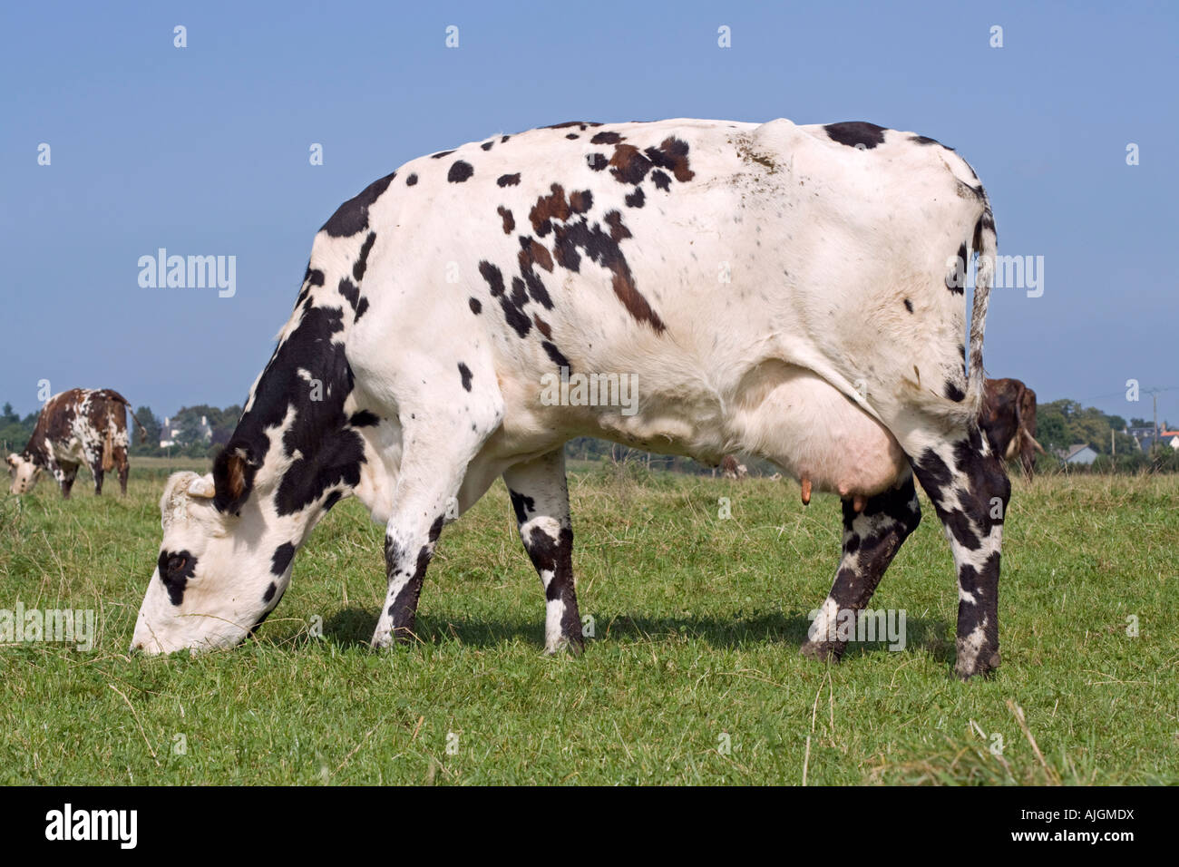 Normande tricoloured cow grazing Normandy France Stock Photo - Alamy