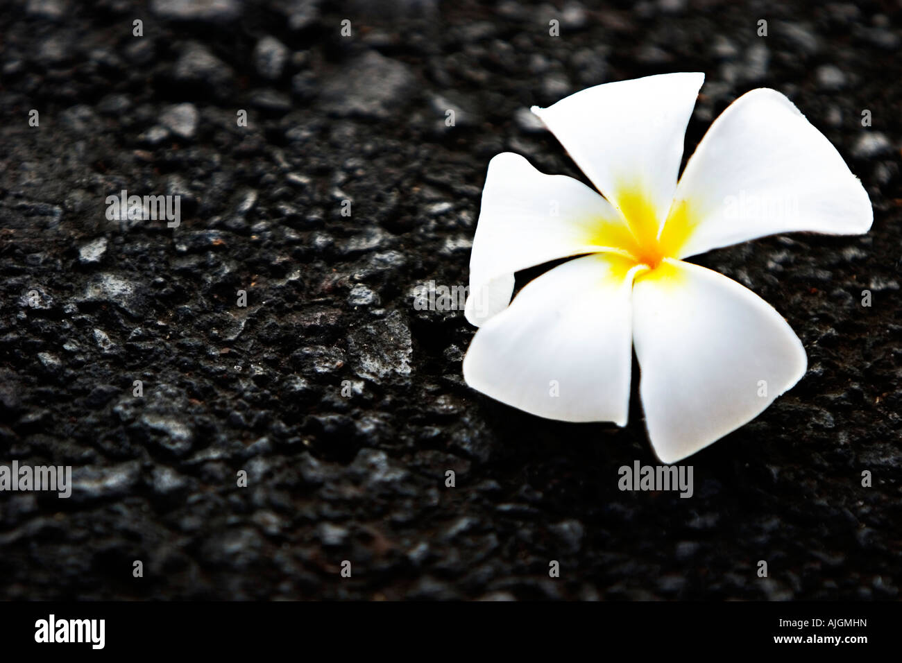 White flower on the ground Stock Photo - Alamy