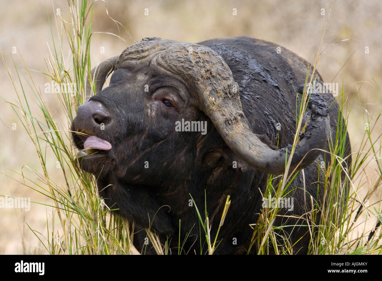 Buffalo eating grass Stock Photo - Alamy