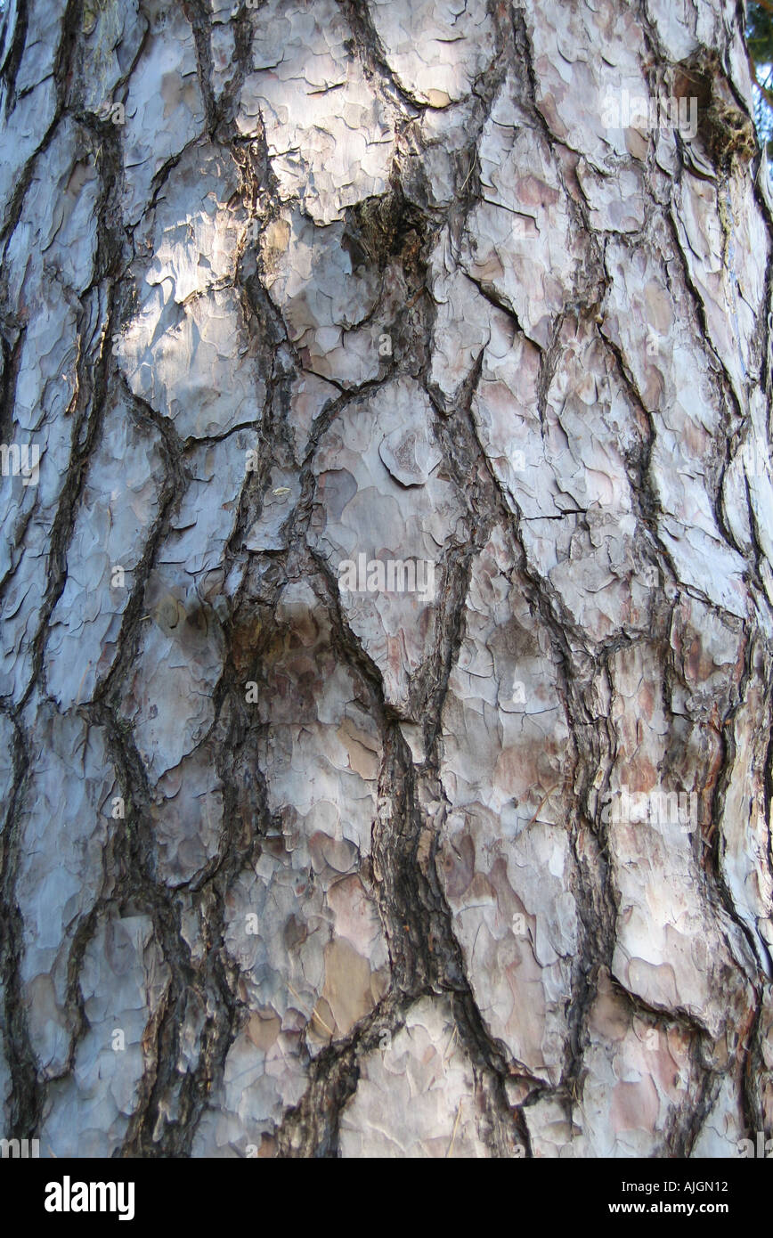 Cracked Tree Bark Stock Photo - Alamy