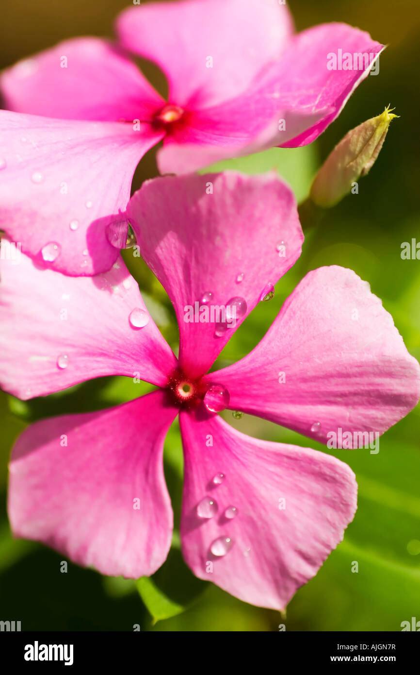 Twoflowers hi-res stock photography and images - Alamy