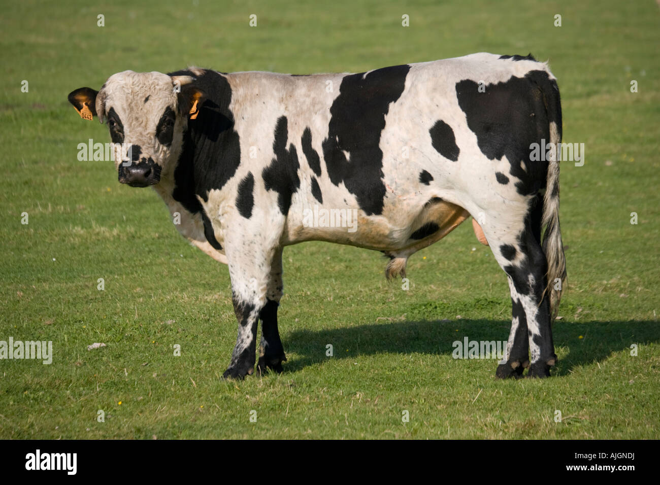 Normande Bull