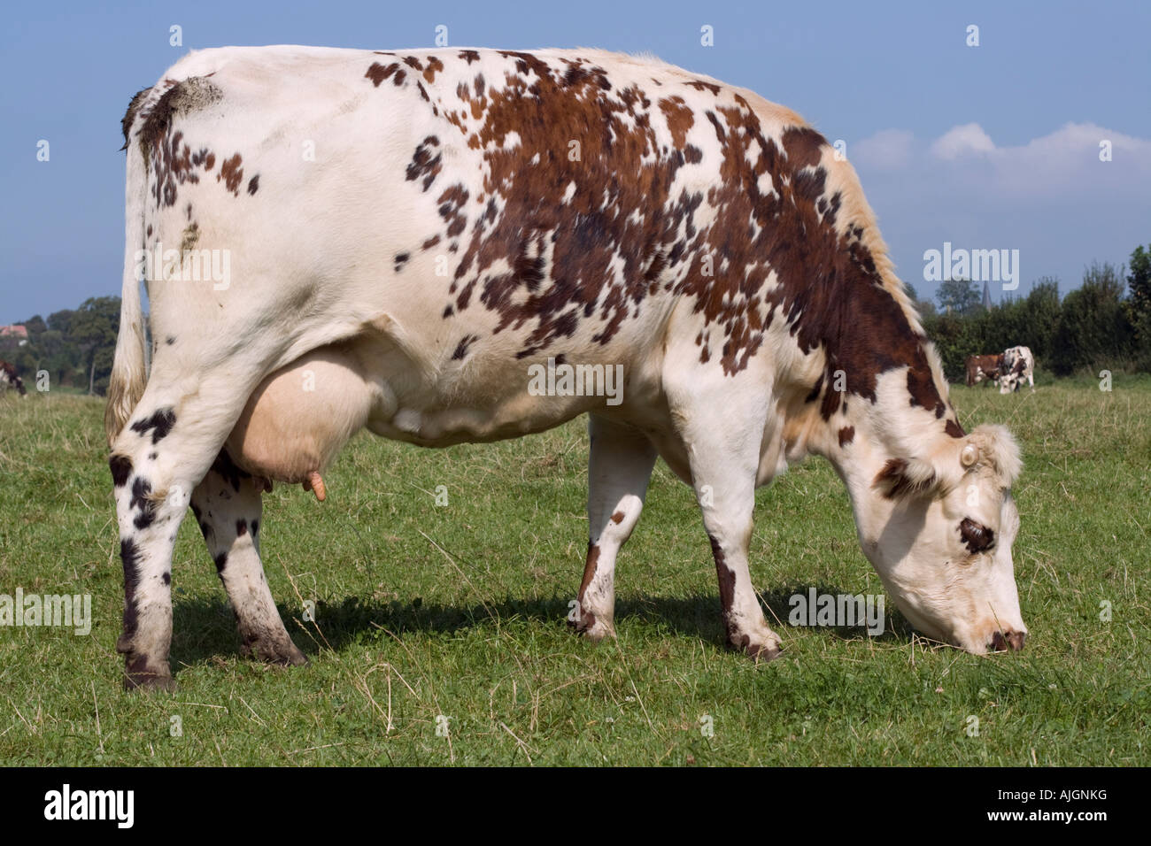 Normande Cow France High Resolution Stock Photography and Images - Alamy
