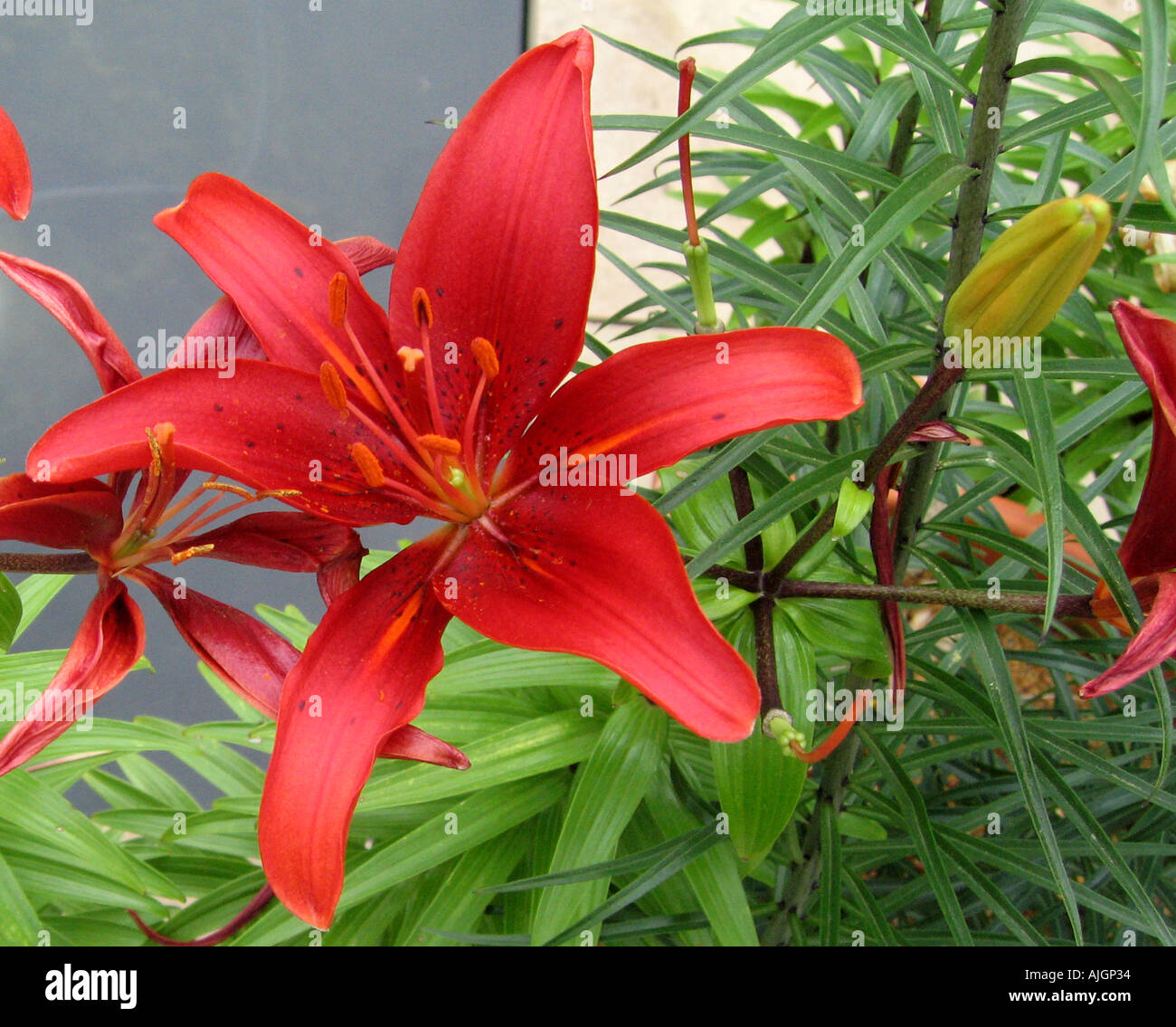 Red Lily Pond Stock Photo - Alamy