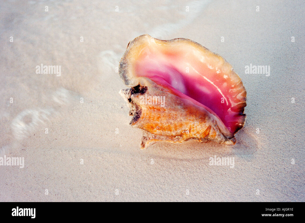 Colourful conch shell on a white sand beach in the Bahamas Stock Photo ...