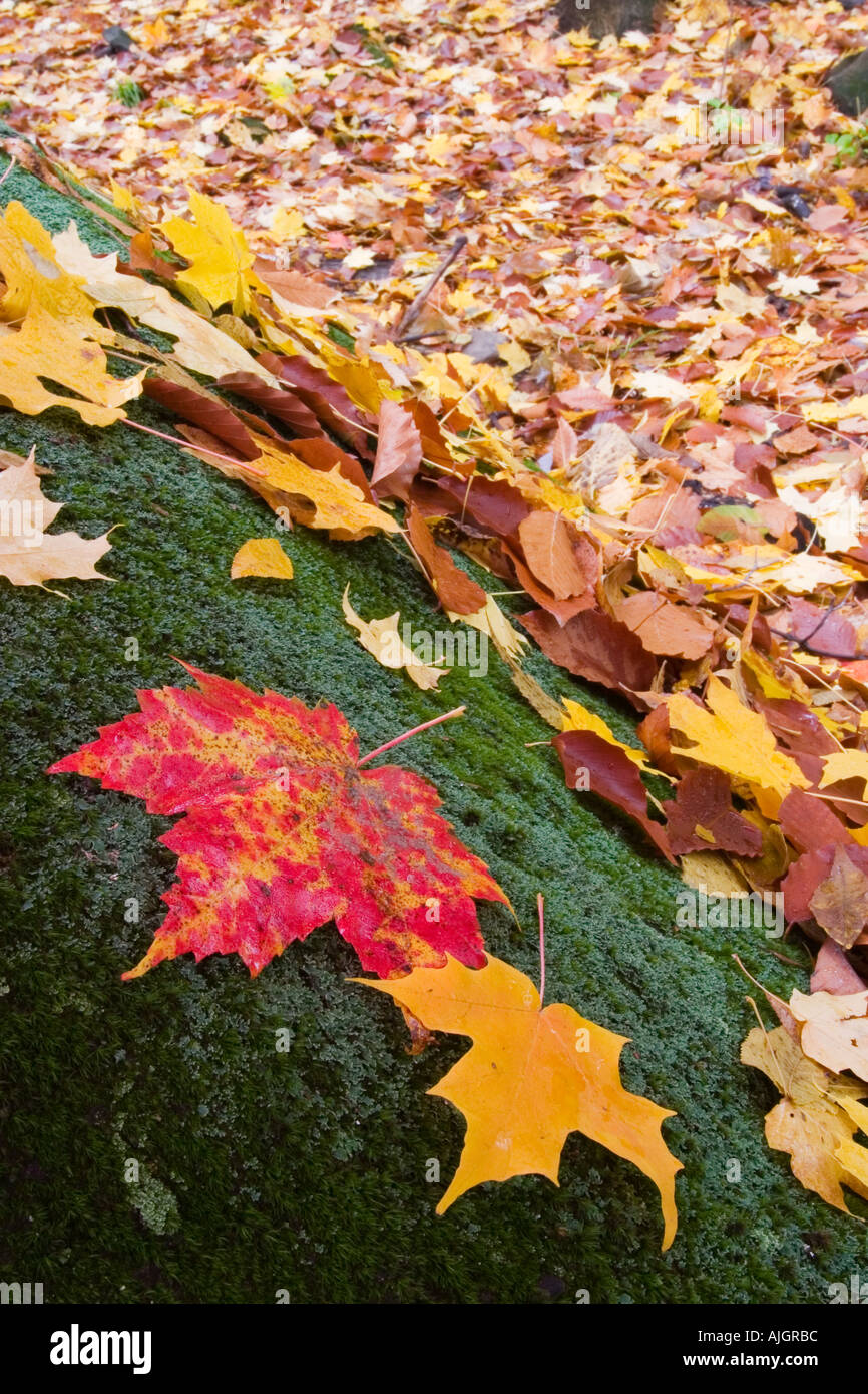 Autumn leaves and rock hi-res stock photography and images - Alamy