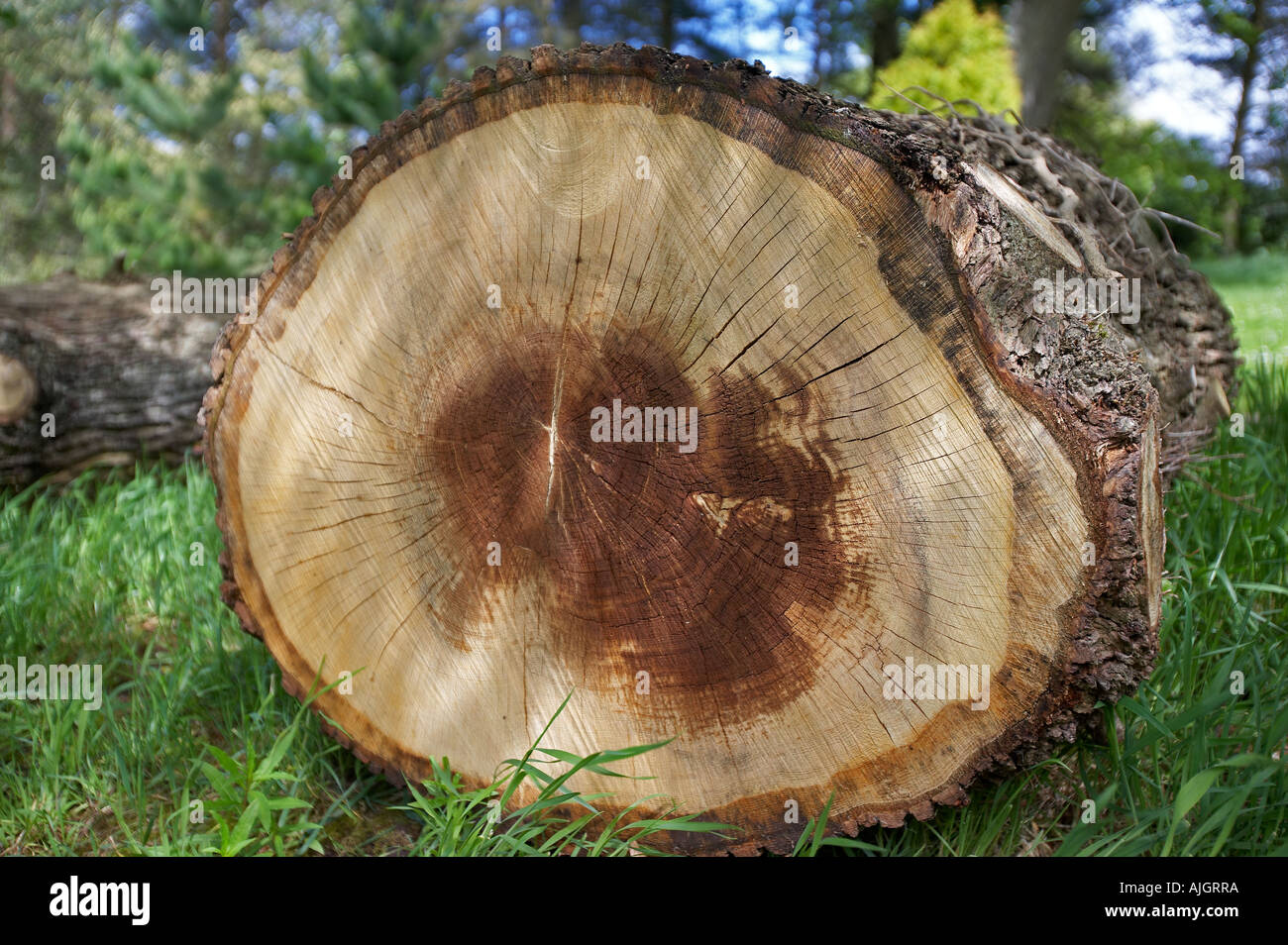 Tinkinswood burial chamber hi-res stock photography and images - Alamy