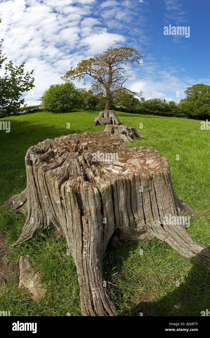 Tree Trunk near Tinkinswood Burial Chamber Stock Photo - Alamy