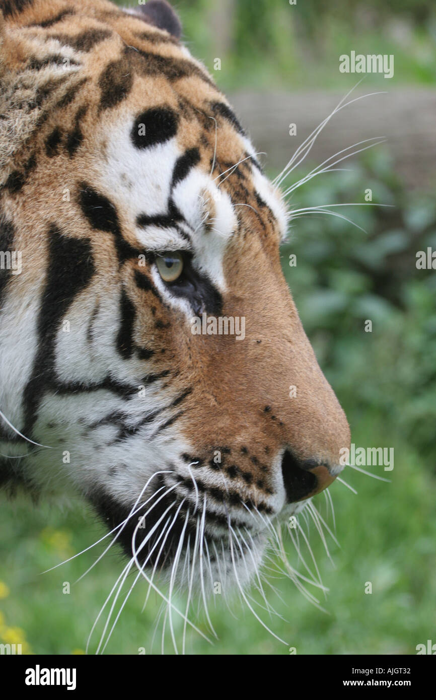 Tiger head profile Stock Photo - Alamy