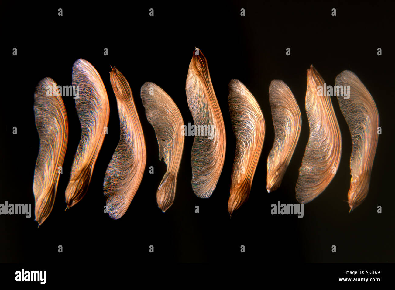 Sycamore seed pod hi-res stock photography and images - Alamy