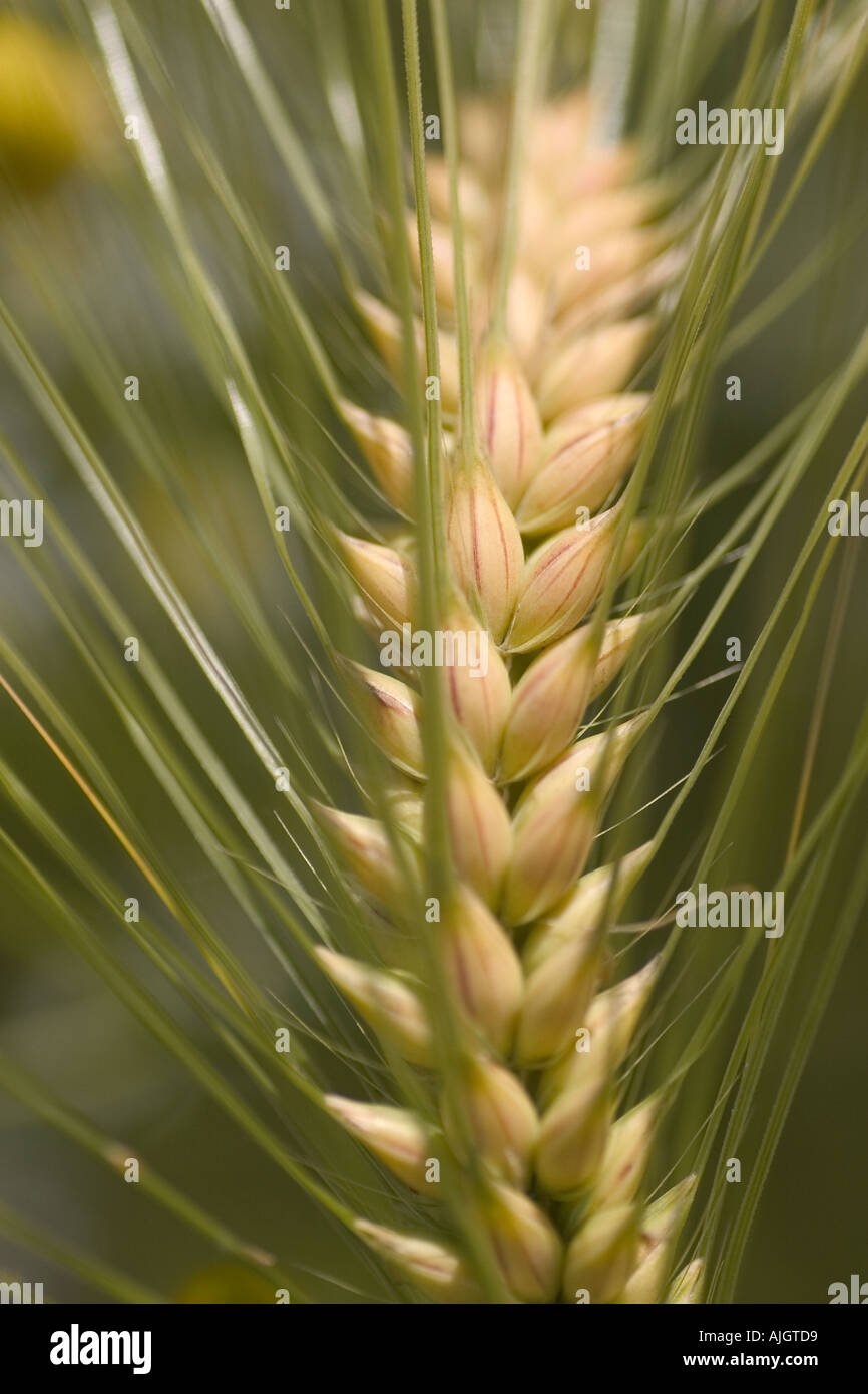 Macro shot of ear of barley corn in transition from green grass stage ...