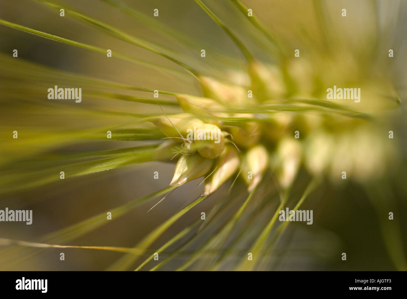 Whiskered ear of Barley Corn, changing from green grass stage to sun ...