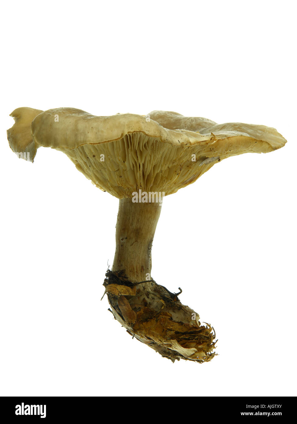 Clouded agaric Mushroom Clitocybe nebularis brumosa Stock Photo - Alamy