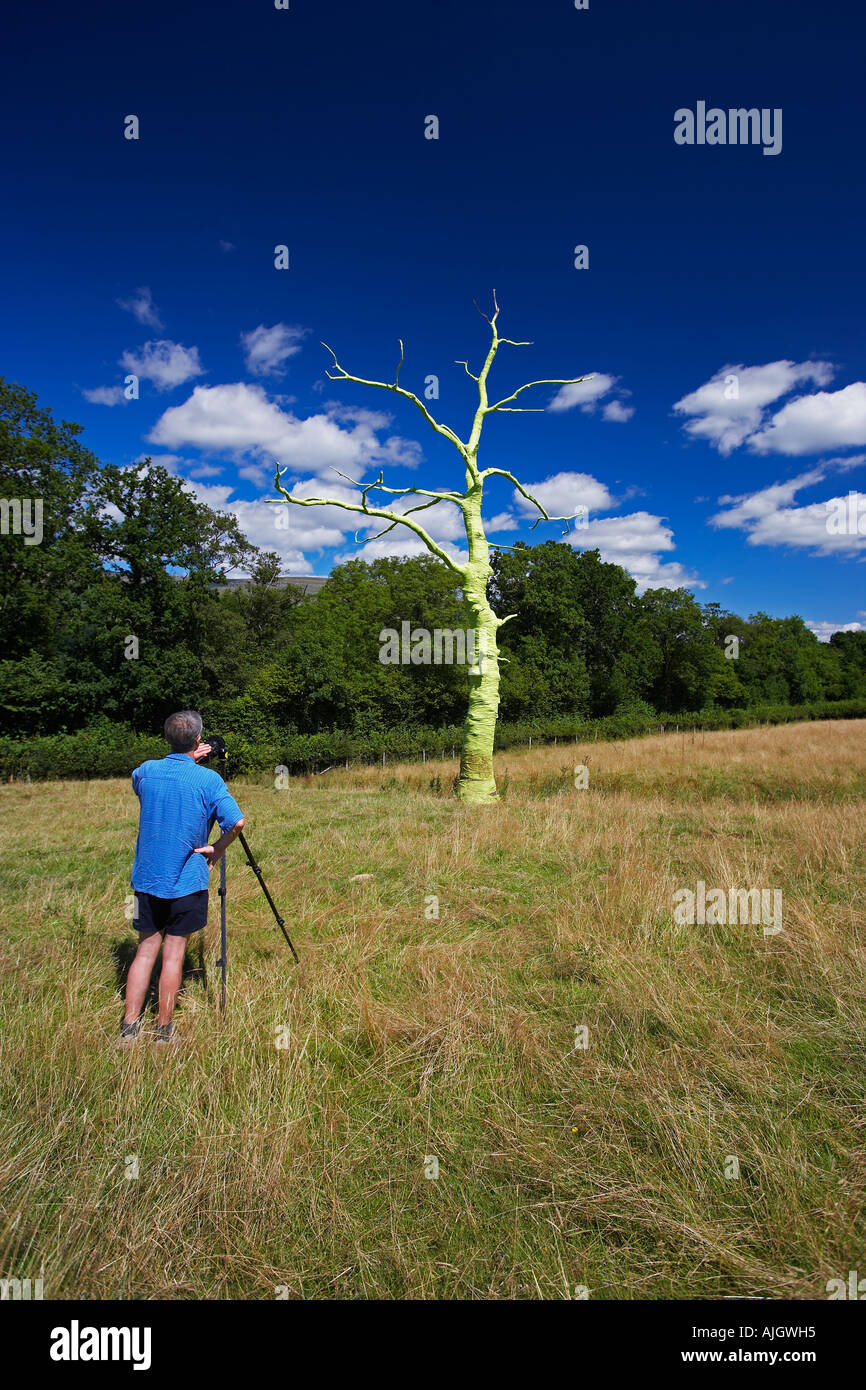 Photographer Photographing a dead tree wrapped in Lime Green Material ...