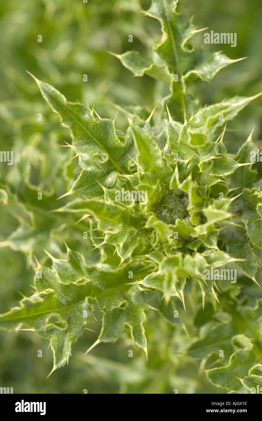 Scratch thistle hi-res stock photography and images - Alamy