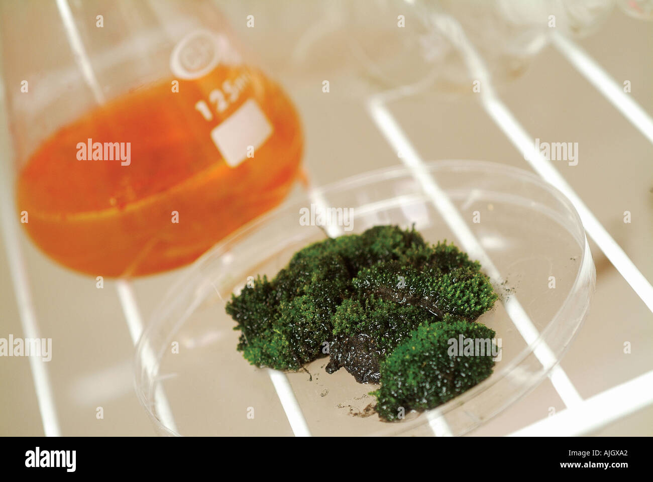 Algae in a glass beaker hi-res stock photography and images - Alamy