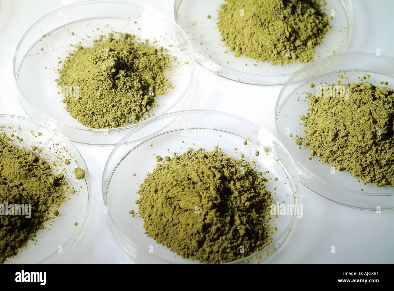 High angle view of green powder in petri dishes Stock Photo - Alamy