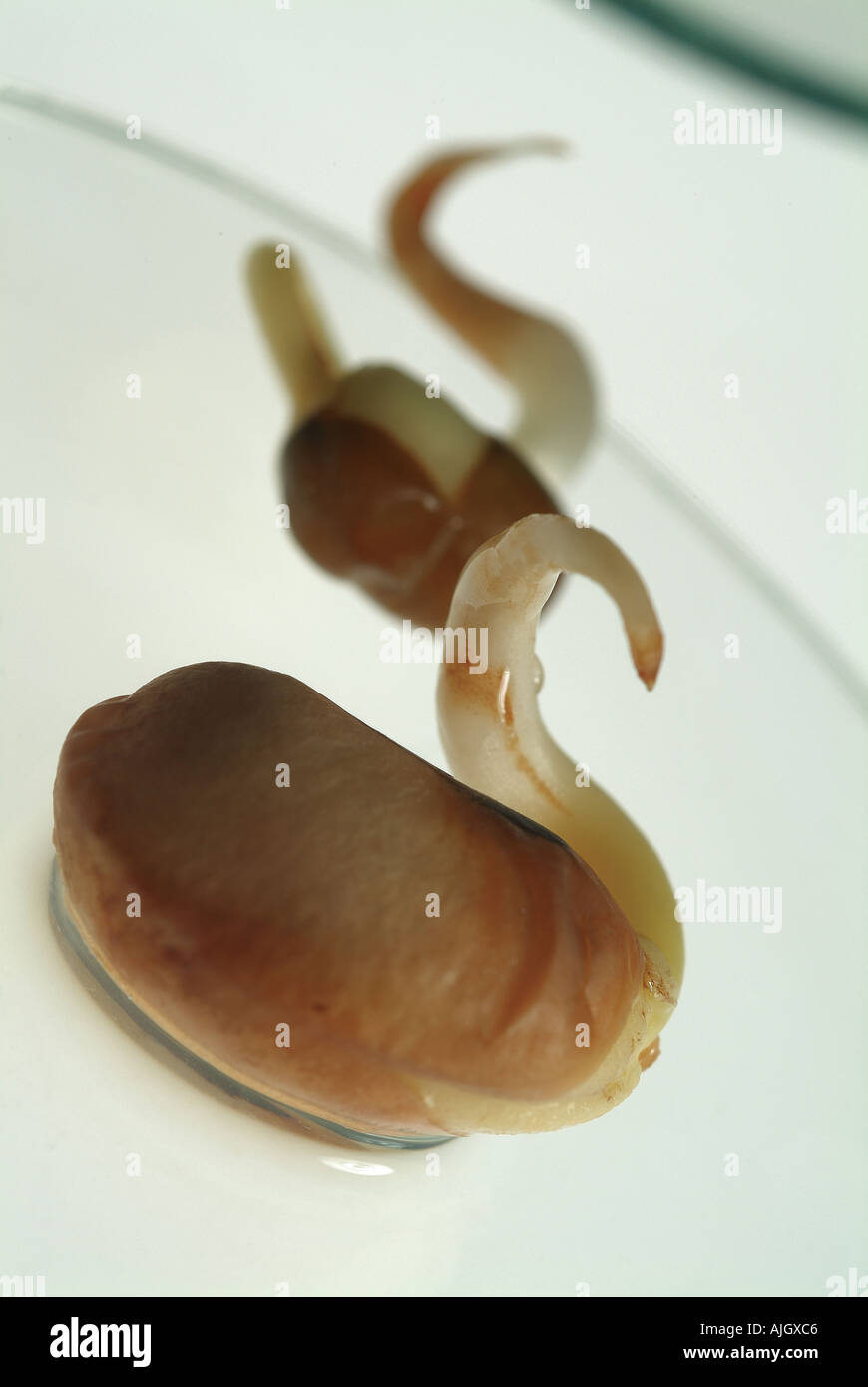 Bean seed experiment hi-res stock photography and images - Alamy