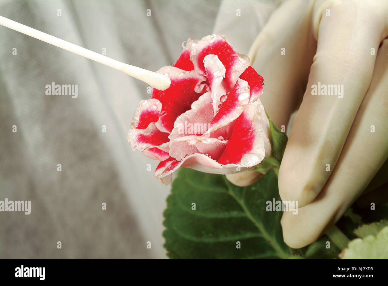 Swabbing hand hi-res stock photography and images - Alamy