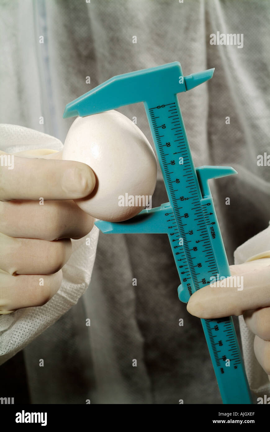 Midsection view of a scientist measuring an egg Stock Photo - Alamy