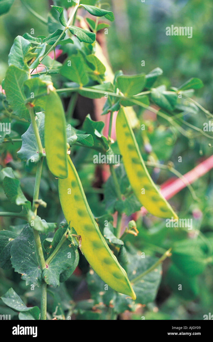 Translucent seed pods hi-res stock photography and images - Alamy