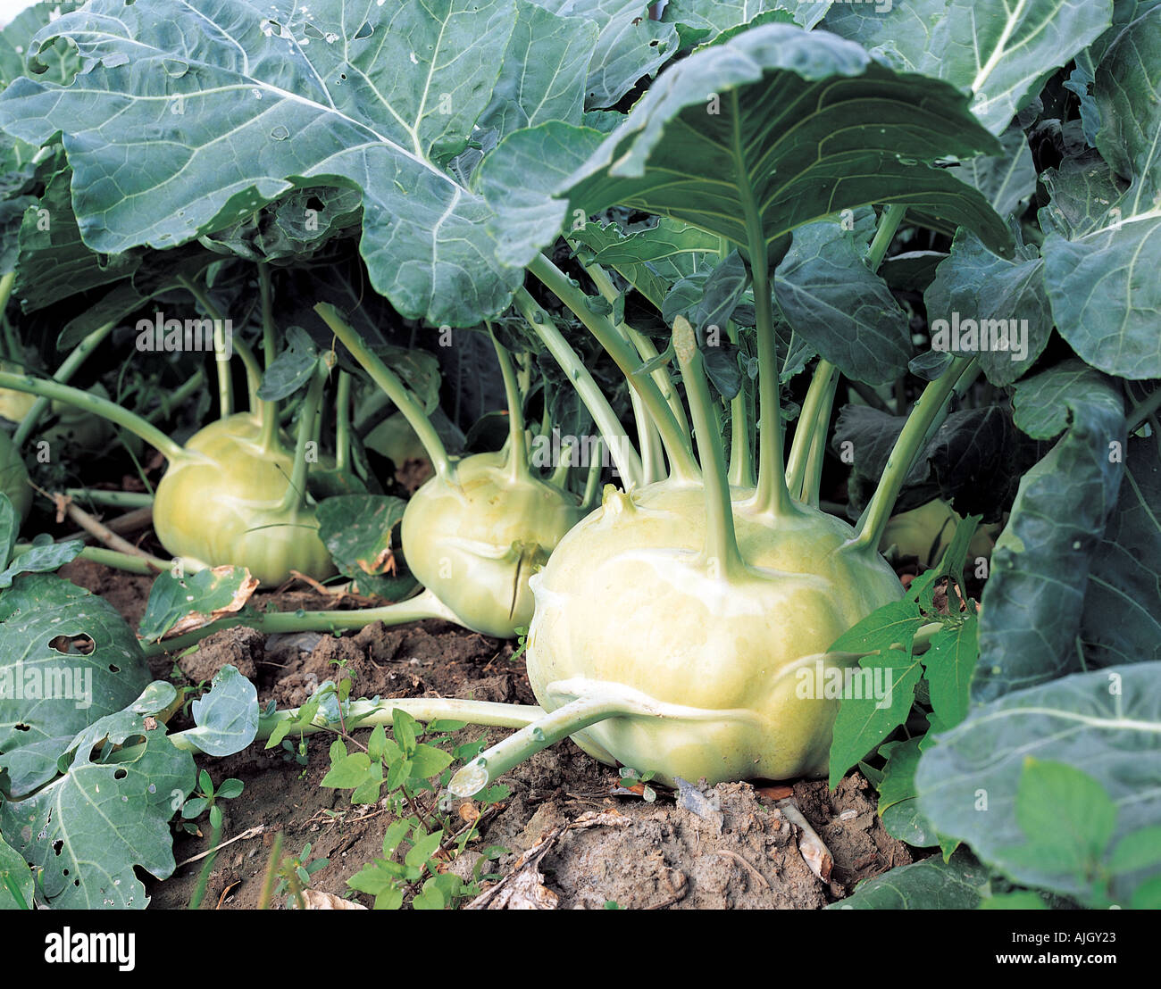 Turnips with stem hi-res stock photography and images - Alamy