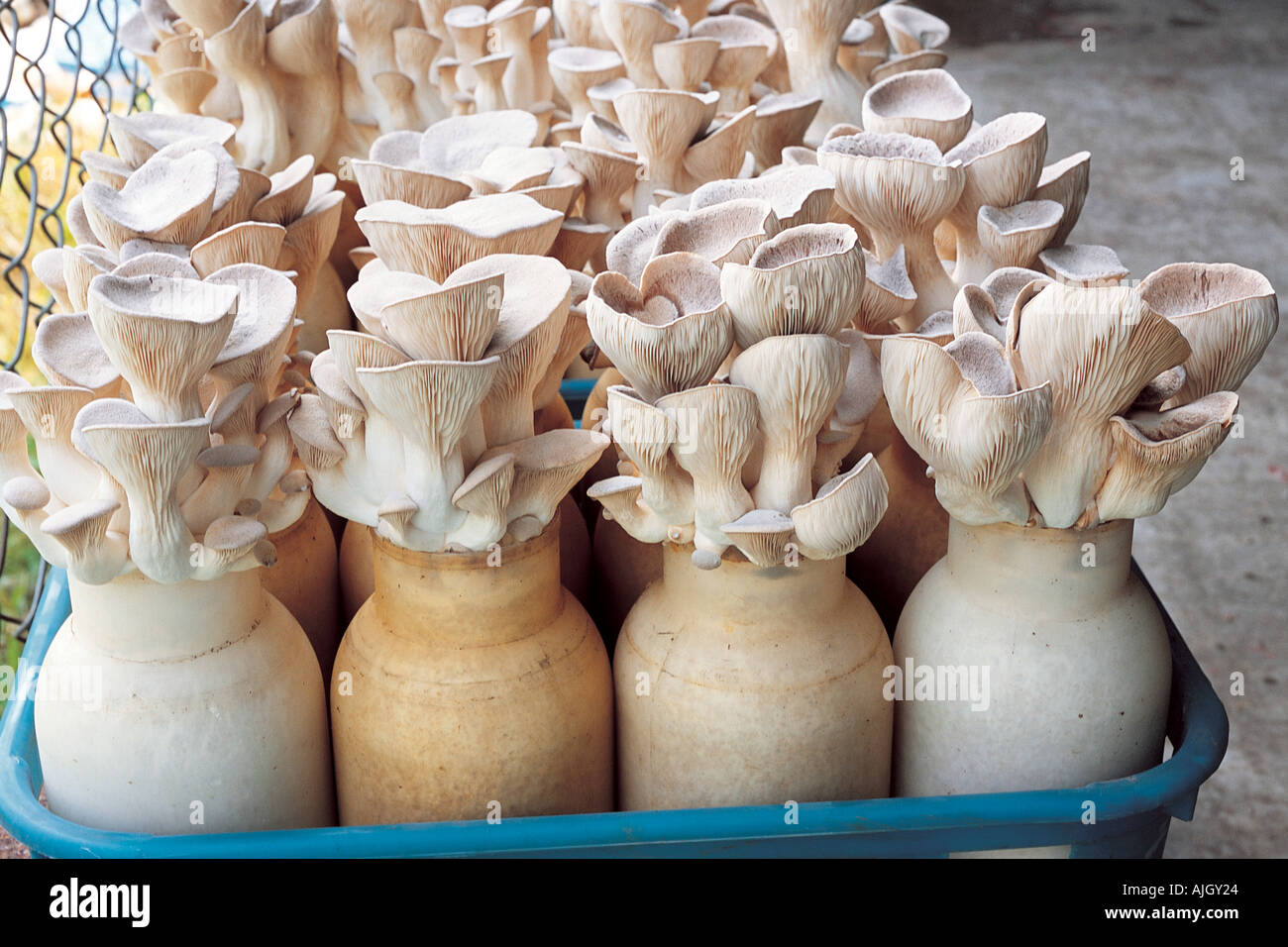 Growing mushrooms container hi-res stock photography and images - Alamy