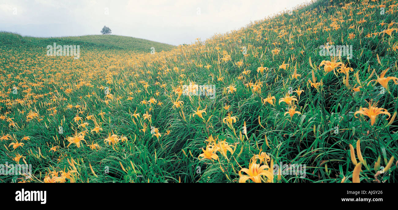 Sky high lilies hi-res stock photography and images - Alamy