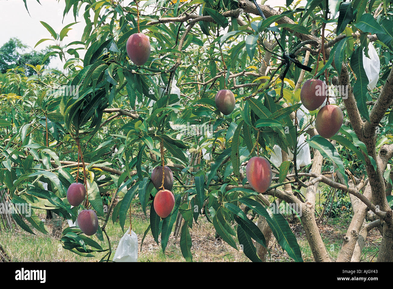 Close up of a mango tree Stock Photo - Alamy
