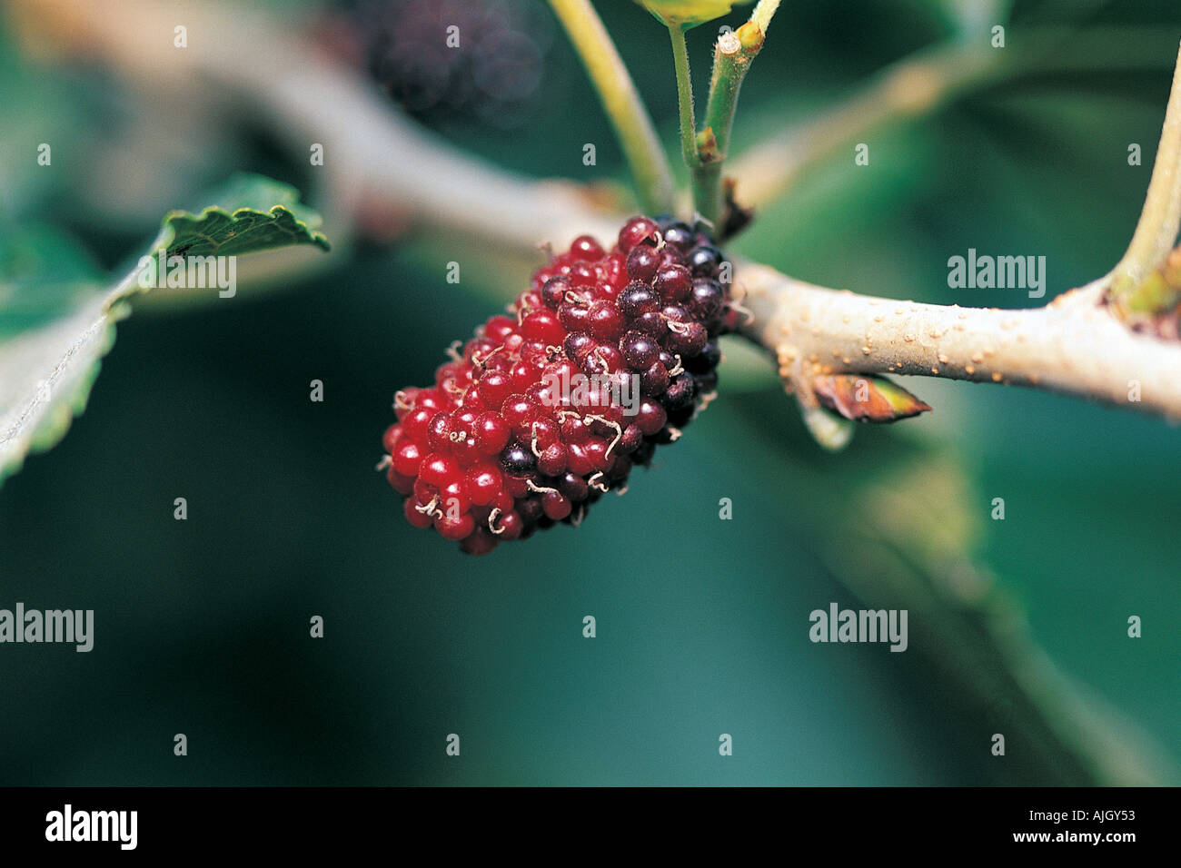 Mulberry grove hi-res stock photography and images - Alamy
