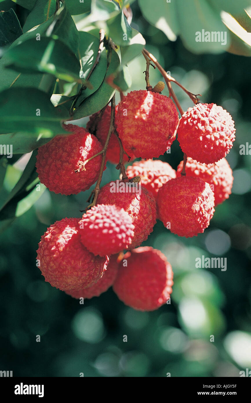 Close up lychee bunch hanging hi-res stock photography and images - Alamy