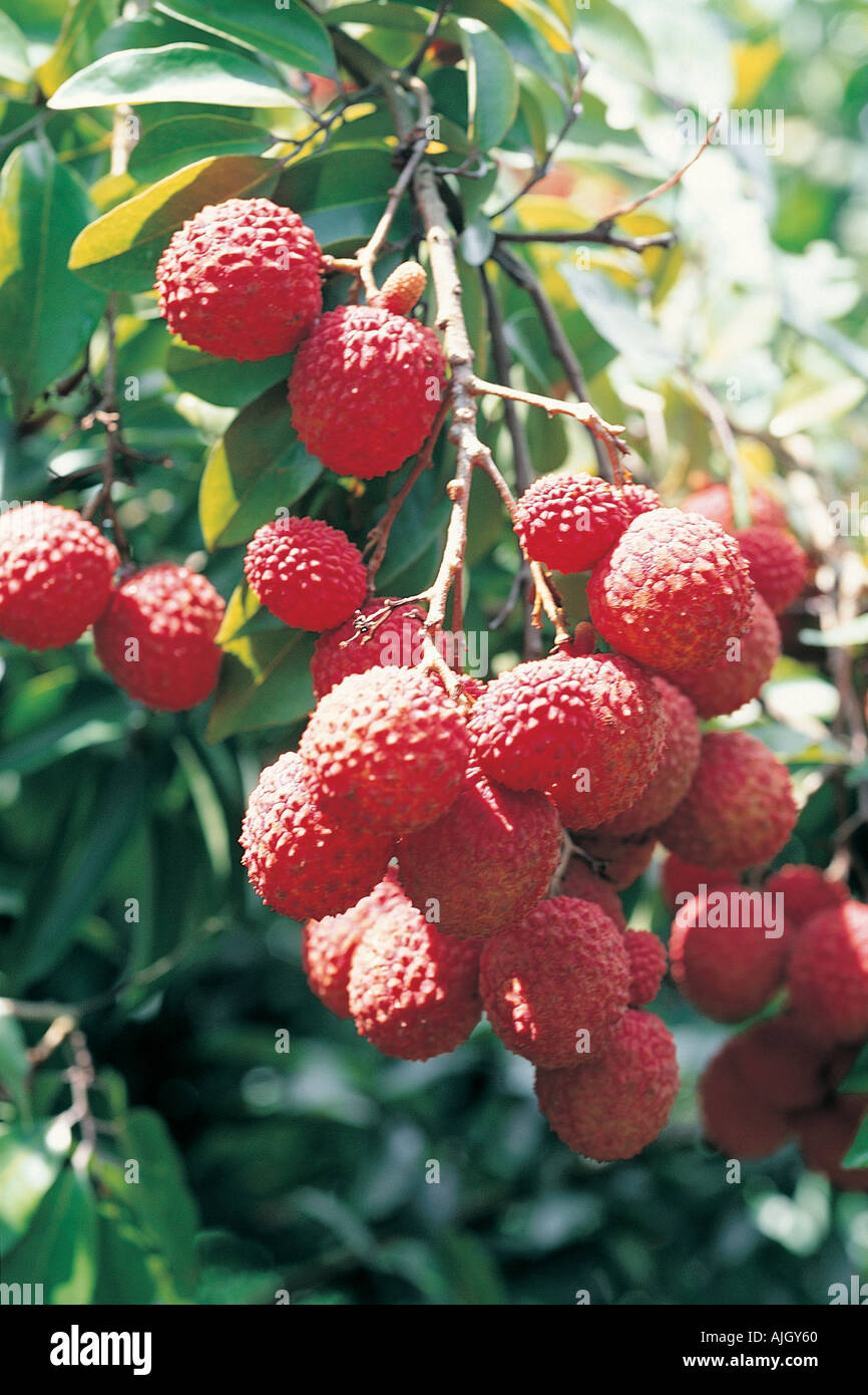 Litchi hanging hi-res stock photography and images - Alamy