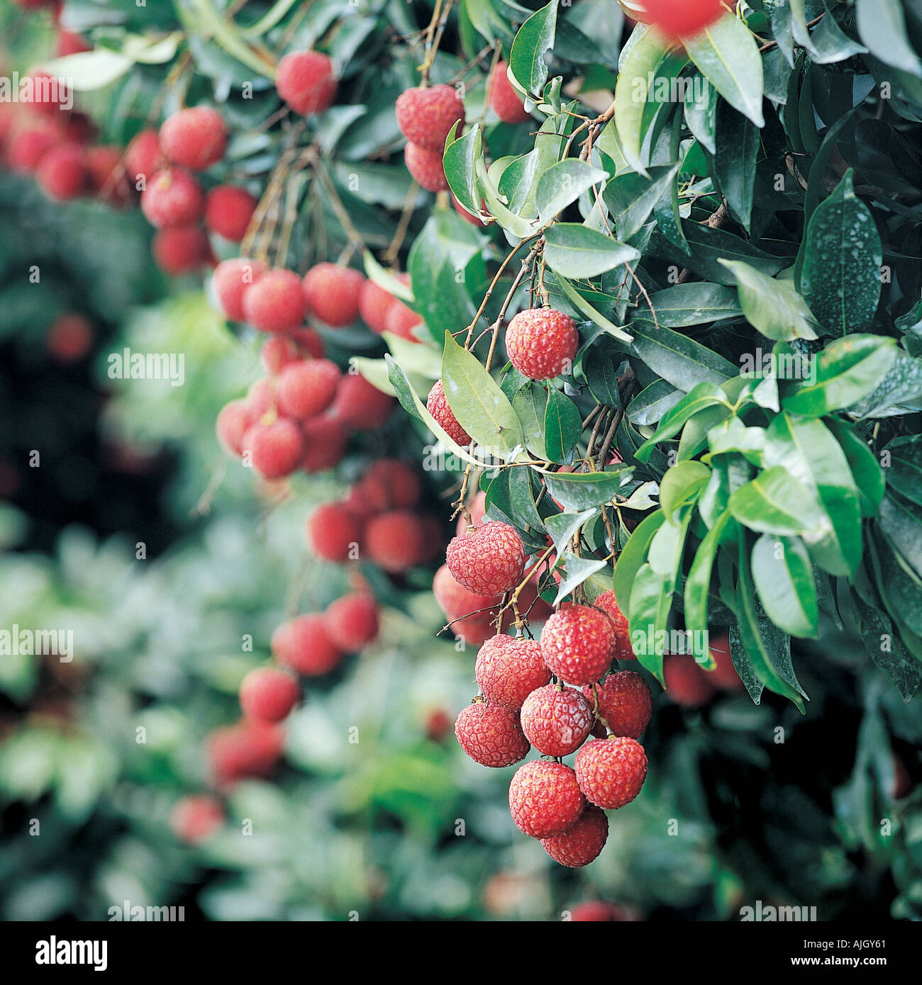Litchi hanging hi-res stock photography and images - Alamy