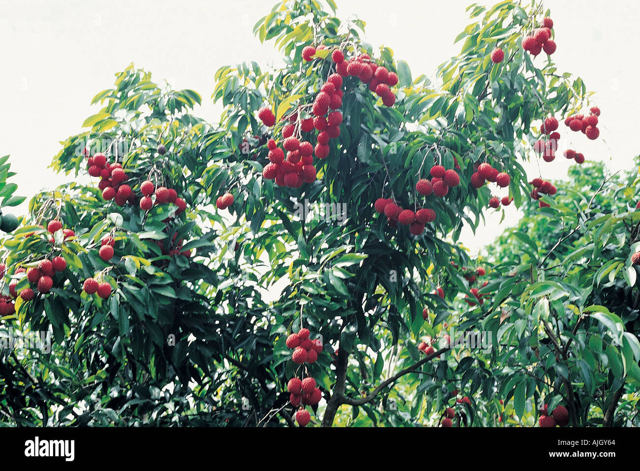 Litchi hanging hi-res stock photography and images - Alamy