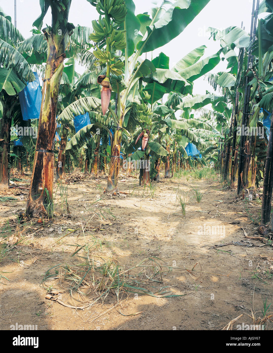Array on banana trees in a plantation Stock Photo - Alamy