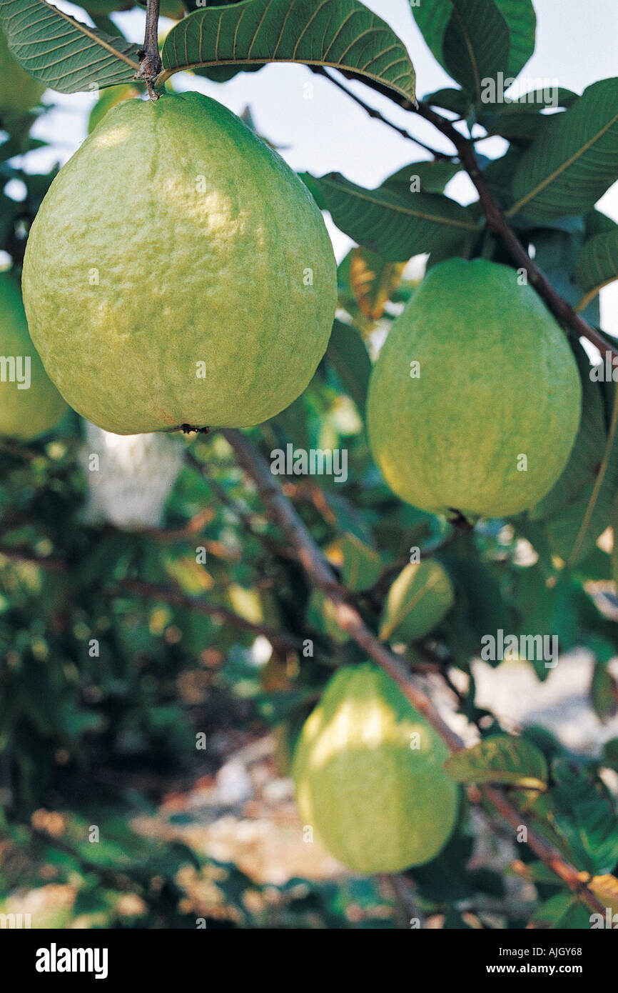 Guava farm photo hi-res stock photography and images - Alamy