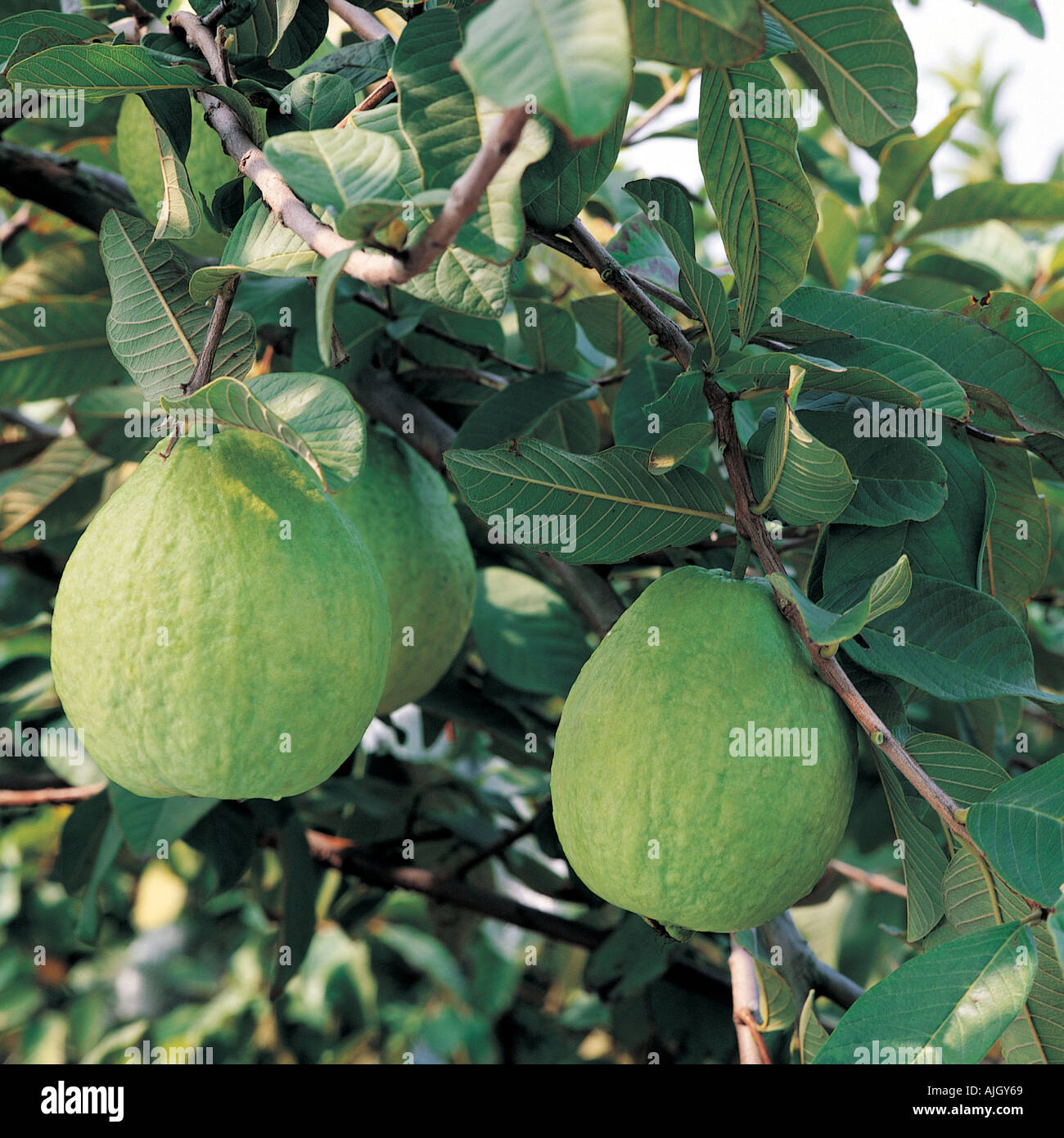 Guava farm photo hi-res stock photography and images - Alamy