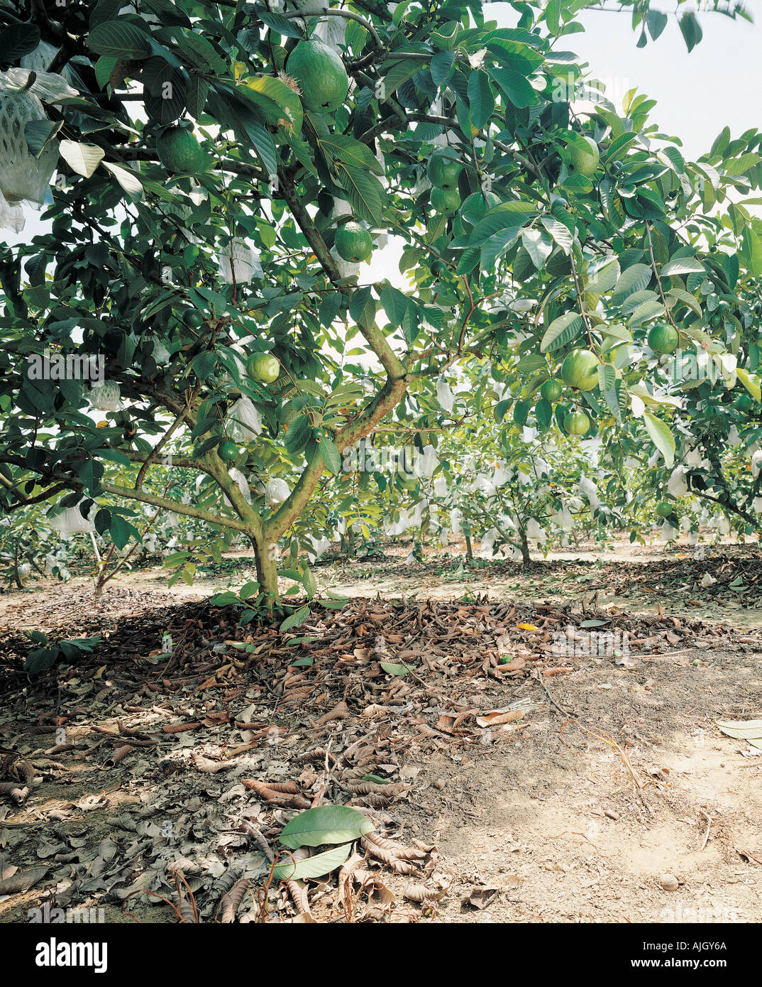 Guava Orchard High Resolution Stock Photography and Images - Alamy