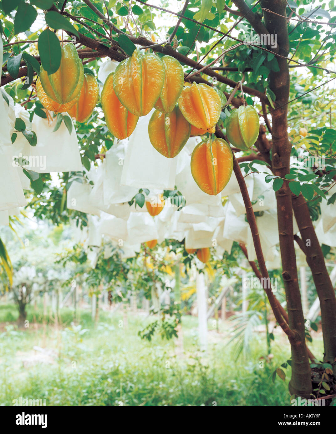 Low angle view of star fruit on a tree Stock Photo - Alamy