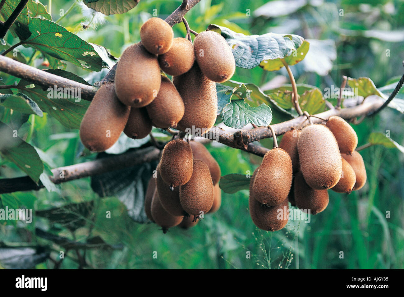 Kiwi grove hi-res stock photography and images - Alamy