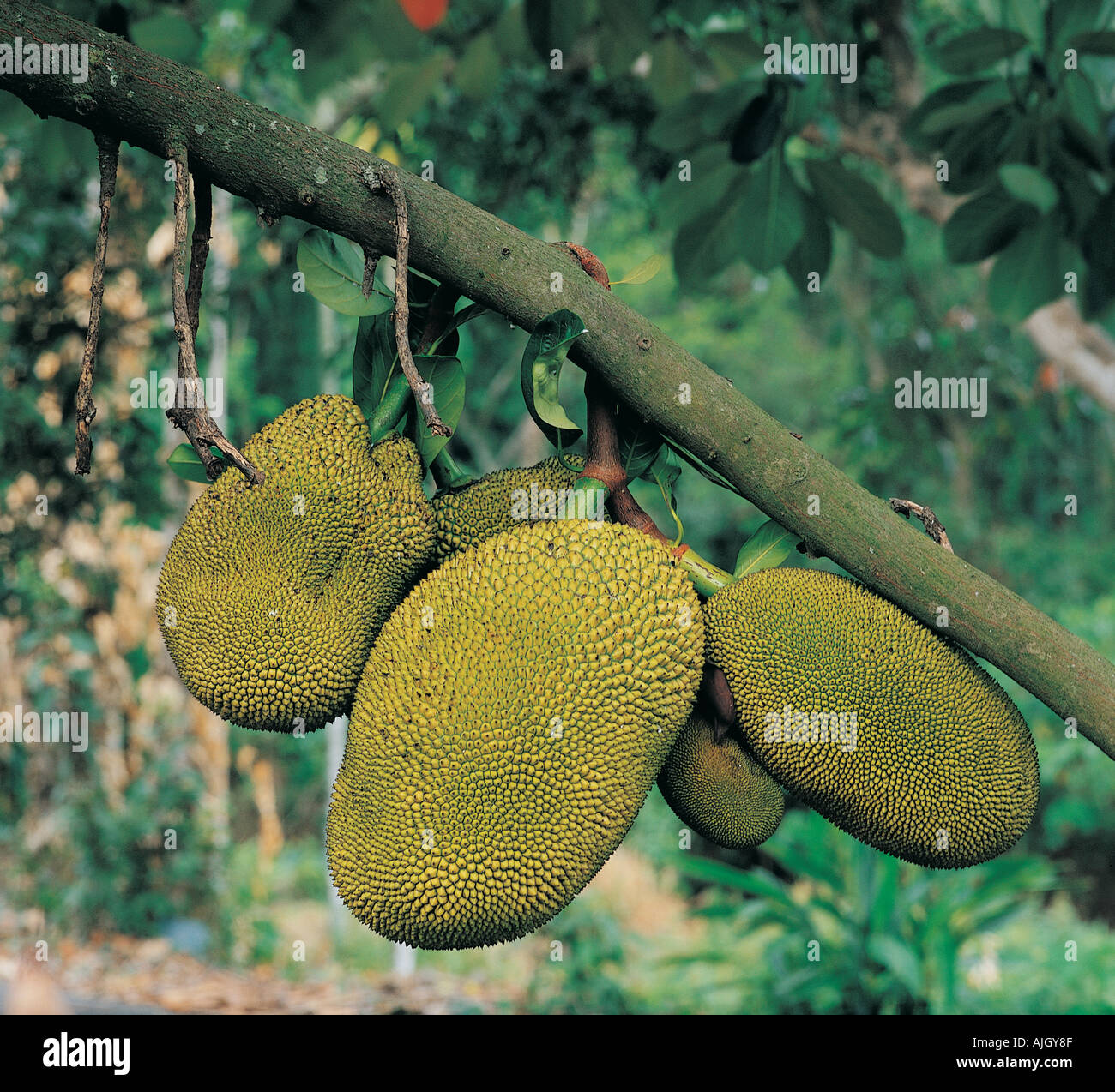 Harvesting jackfruit hi-res stock photography and images - Alamy